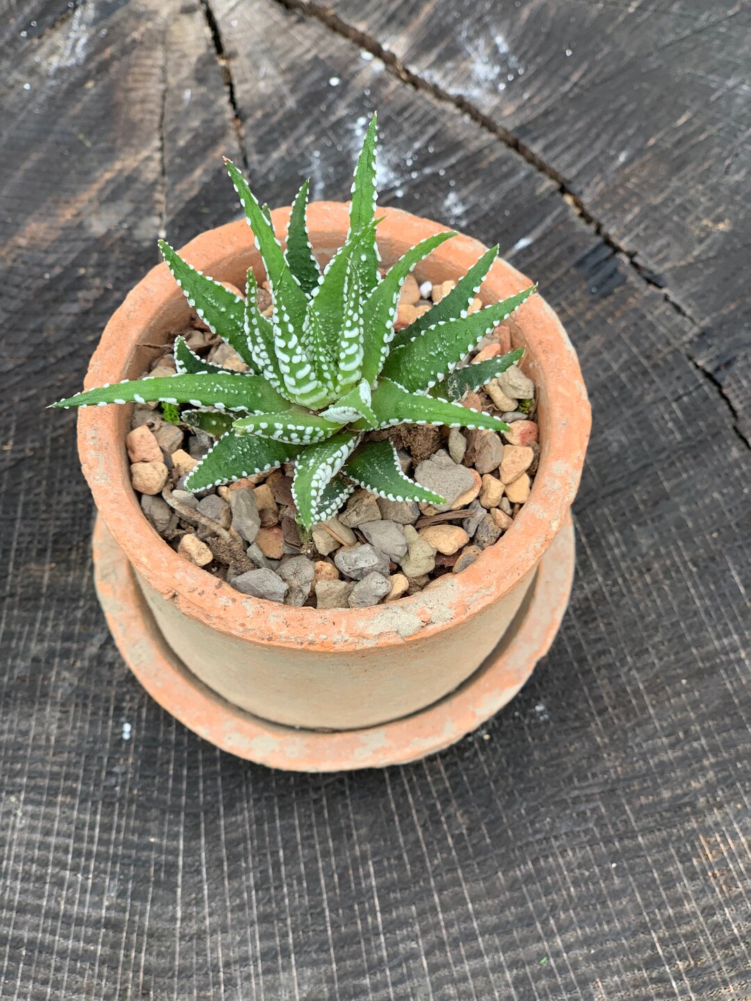 The Singleton Package - Etsy