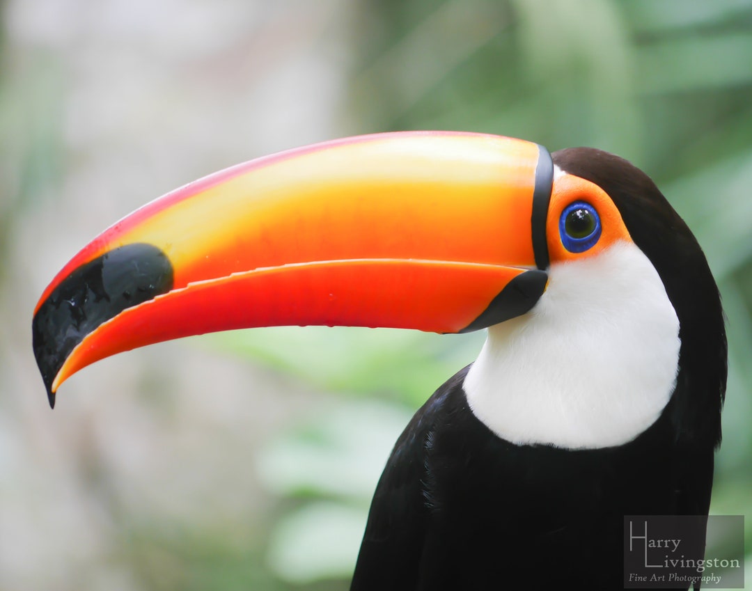 Toucan - Etsy