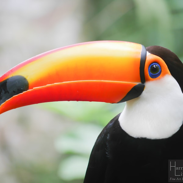 Toucan Art - Etsy