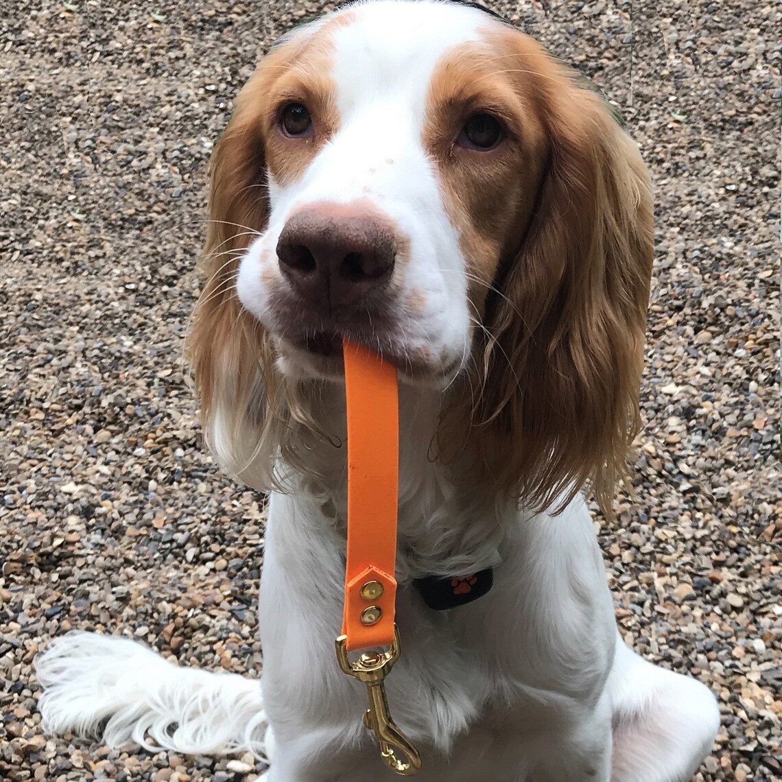 Bringsel Alert Biothane Vegan Leather Made to Order 20 | Etsy