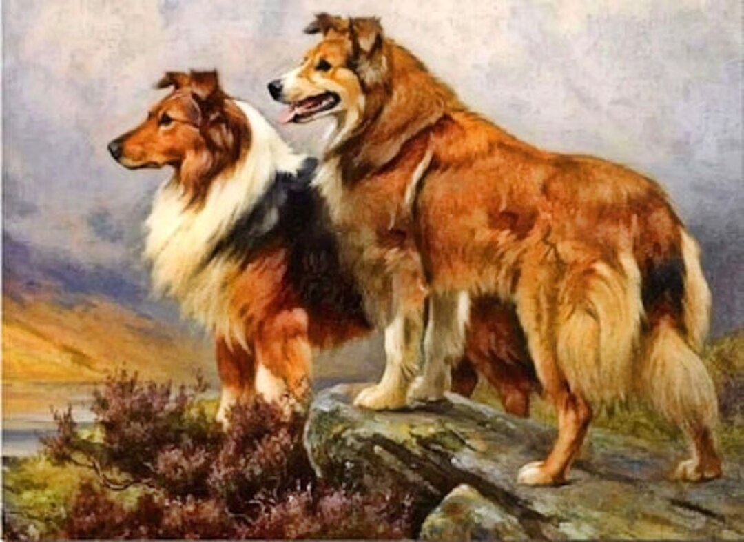 2 Collies DIY 5D Diamond Painting Kit Full Square and Round - Etsy