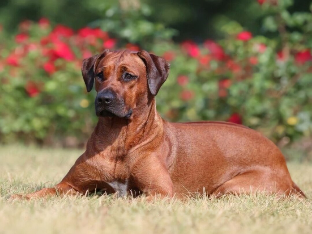The Fearless Rhodesian Ridgeback DIY 5D Diamond Painting Kit - Etsy