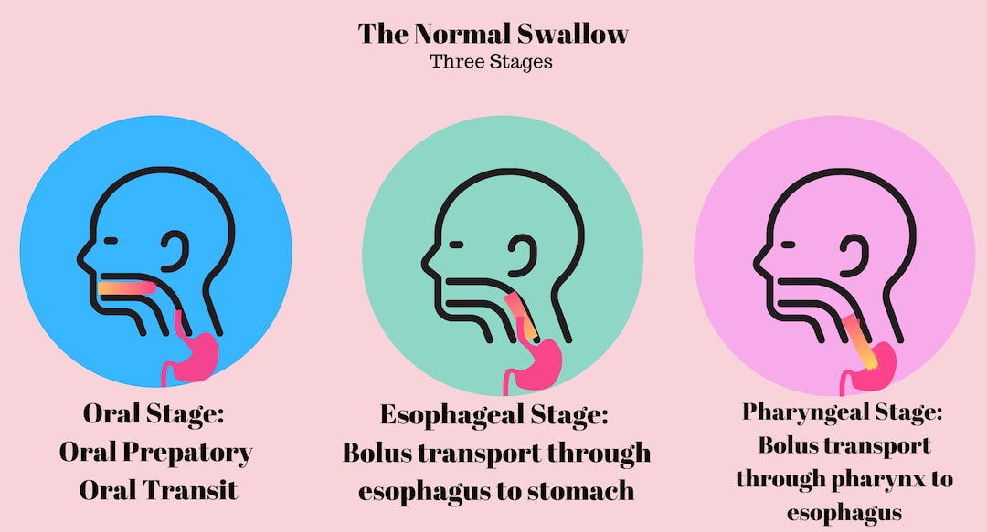 Normal Stages of Swallow - Etsy