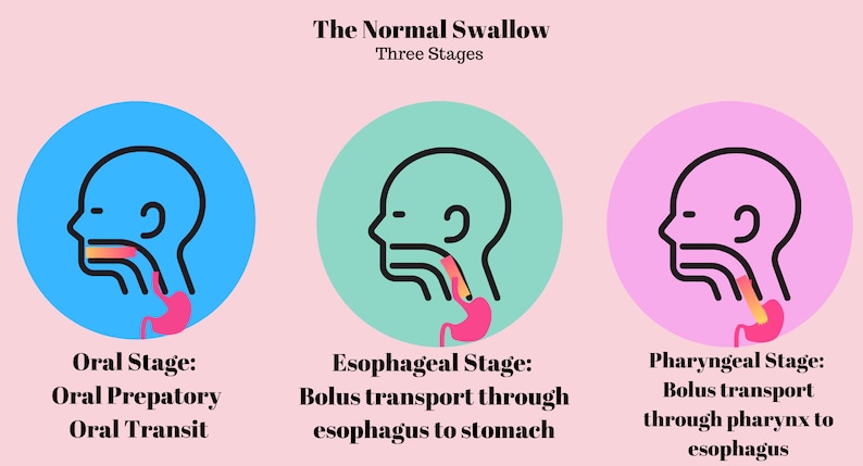 Normal Stages of Swallow - Etsy