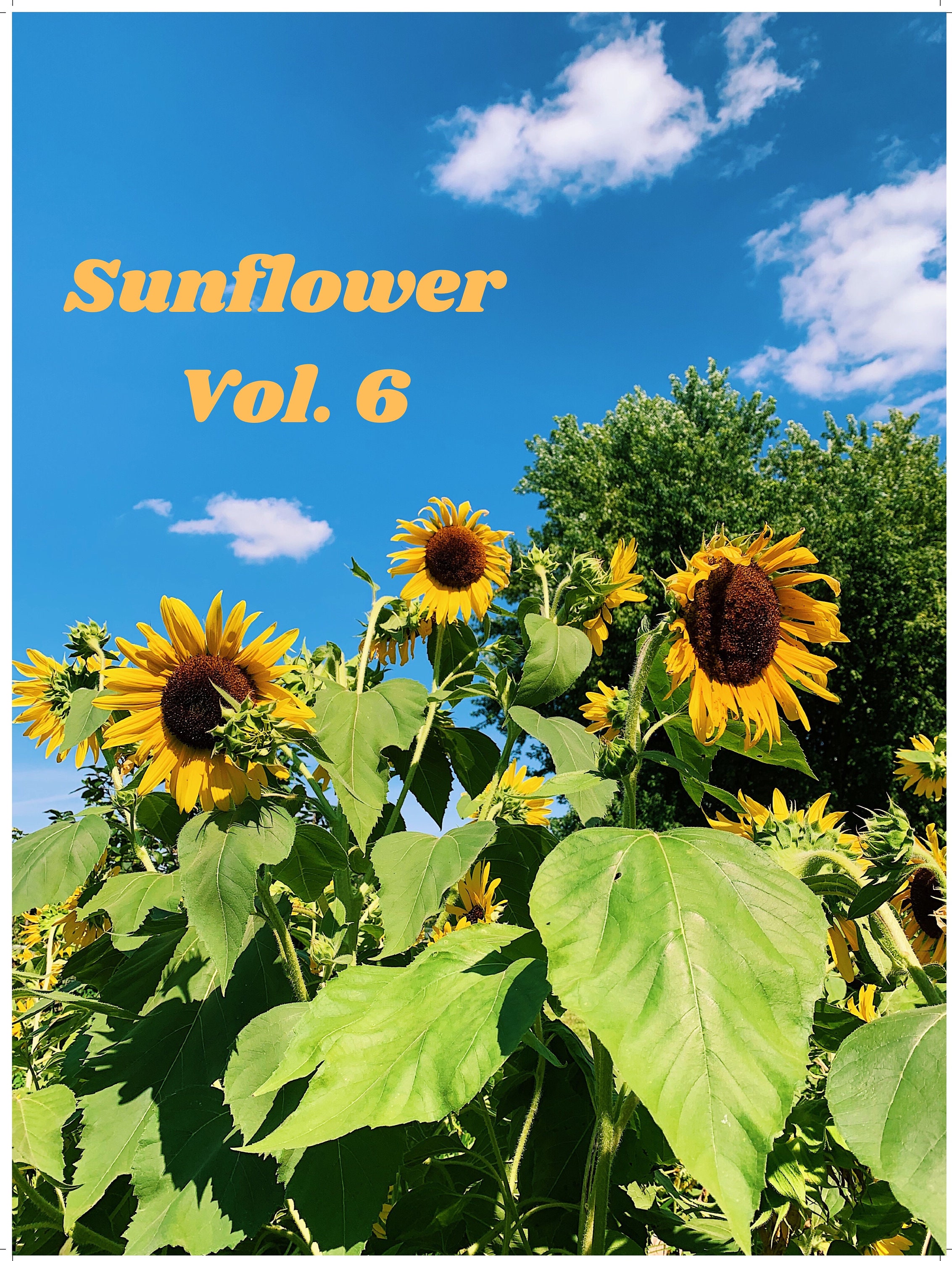 Harry Styles Sunflower Vol 6 Photograph Etsy harry-styles-sunflower-vol-6-photograph-etsy