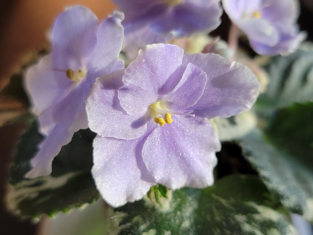 African Violet - Buckeye Nostalgia - White Variegated - Etsy