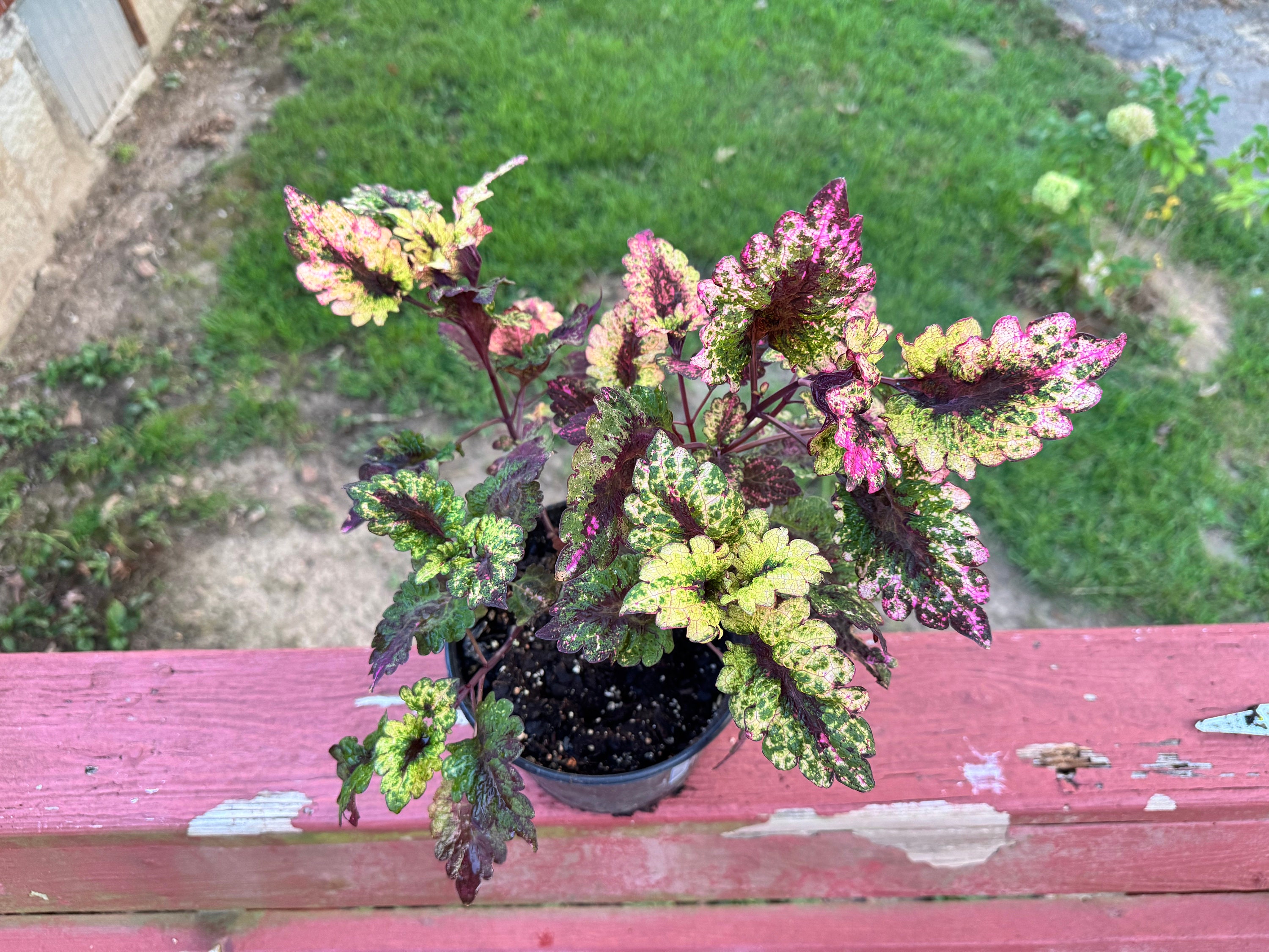 Coleus Florida Sunrose - Etsy