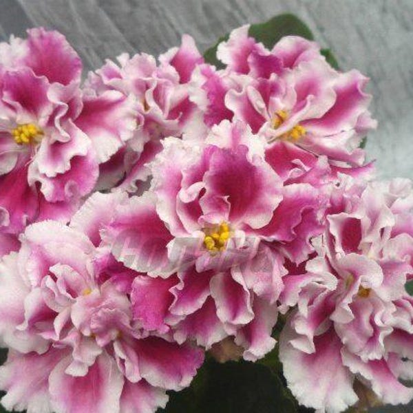 Trailing African Violet - Etsy
