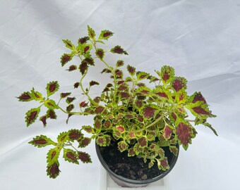 SvetasSecretGarden - Etsy