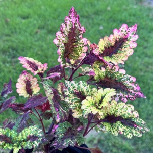 Coleus Florida Sunrose - Etsy