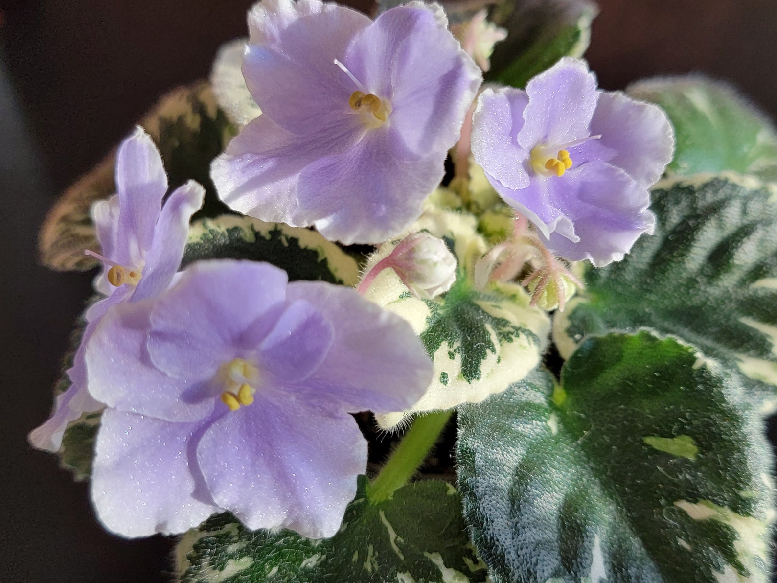 African Violet - Buckeye Nostalgia - White Variegated - Etsy