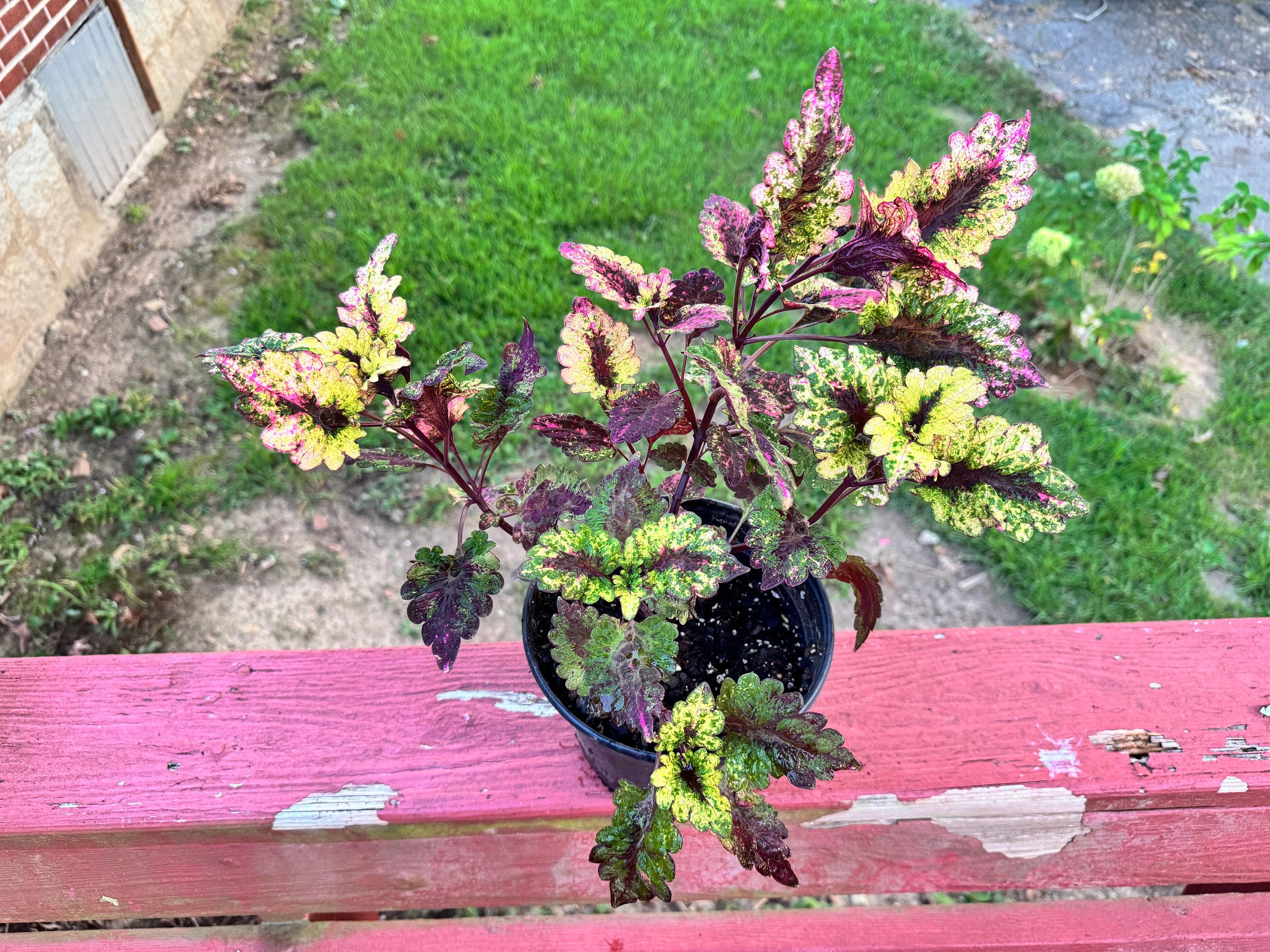 Coleus Florida Sunrose - Etsy
