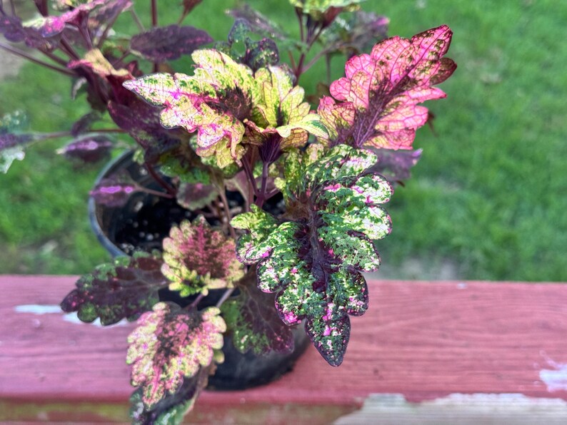 Coleus Florida Sunrose - Etsy
