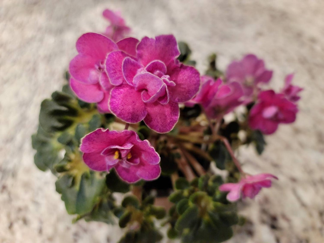 African Violet - Ma's Melody Girl - Standard - Etsy