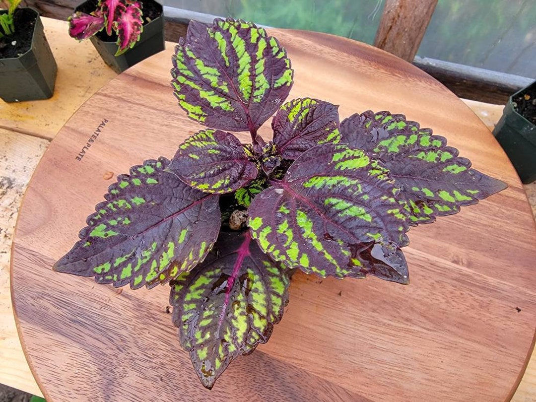 Coleus Fishnet Stockings