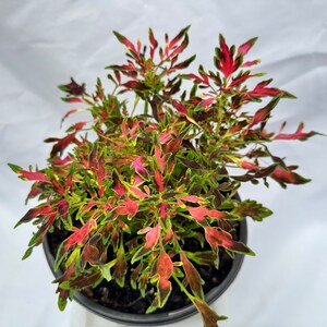 Coleus - Mini Me Watermelon - Etsy