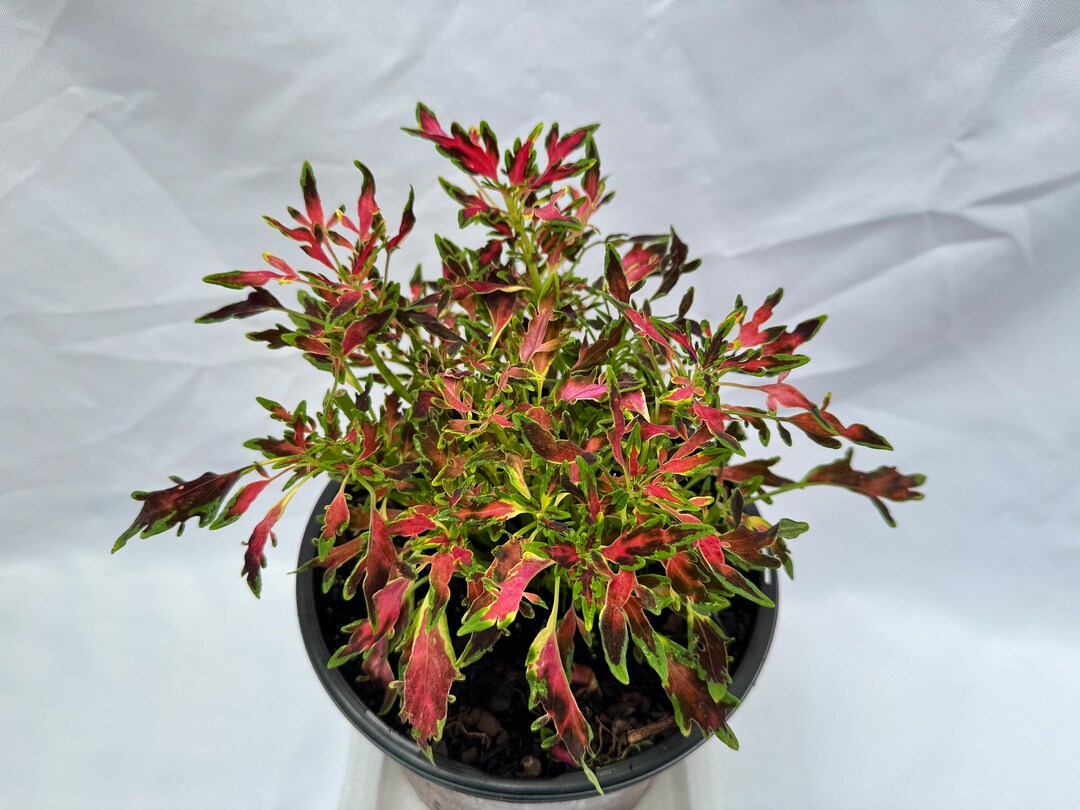 Coleus - Mini Me Watermelon - Etsy