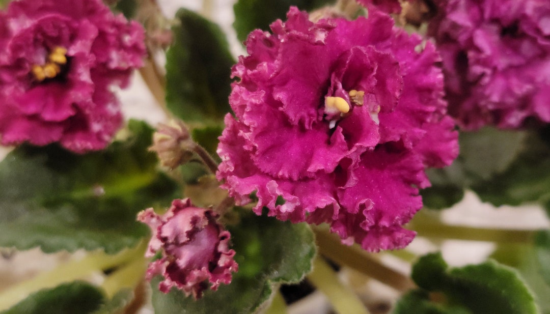 African Violet - AV Secret Want - АВ Секретное желание - Russ/ukr ...