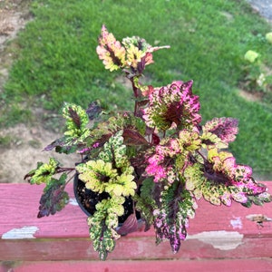 Coleus Florida Sunrose - Etsy