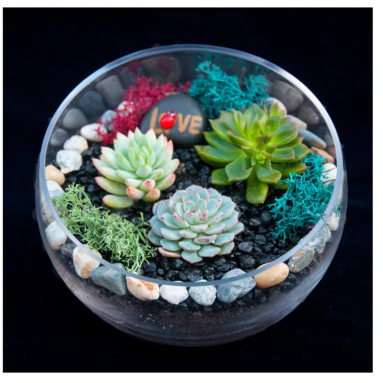 DIY Beautiful Slope Bowl Planter Kit DIY Terrarium Kit DIY | Etsy