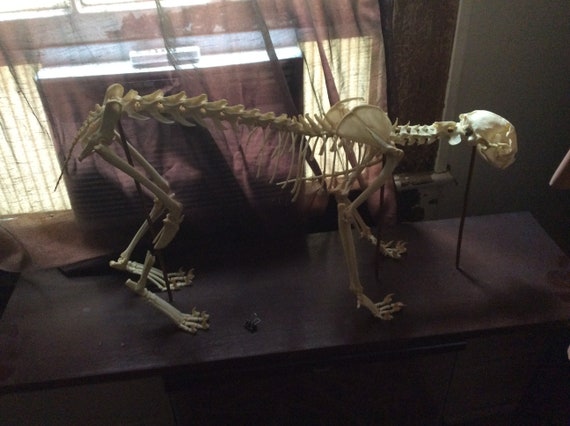 Articulated Bobcat skeleton | Etsy