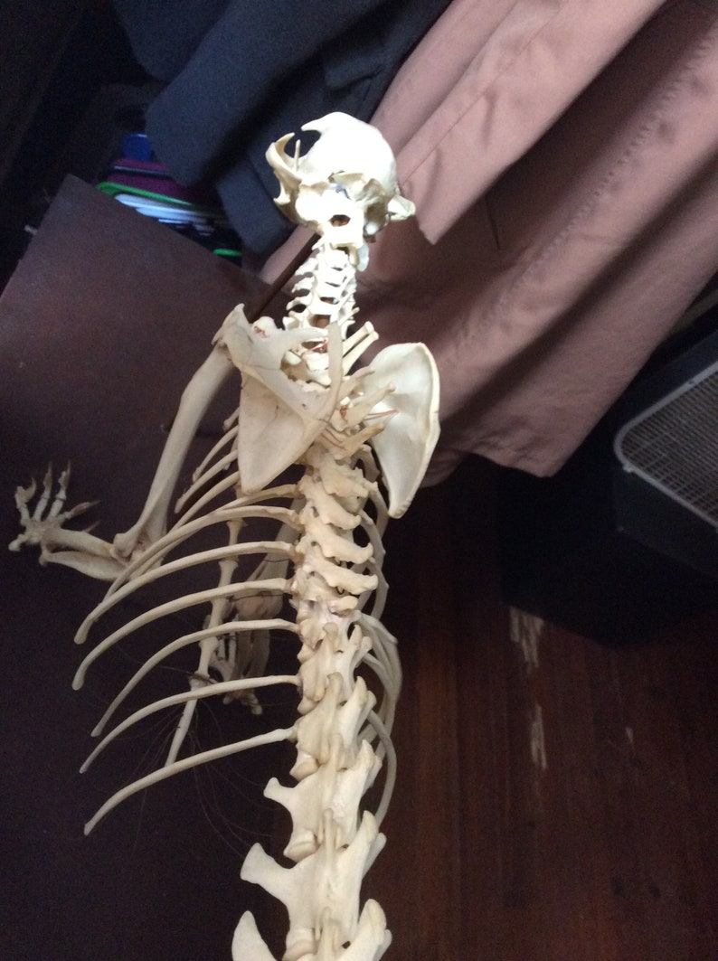 Articulated Bobcat skeleton | Etsy