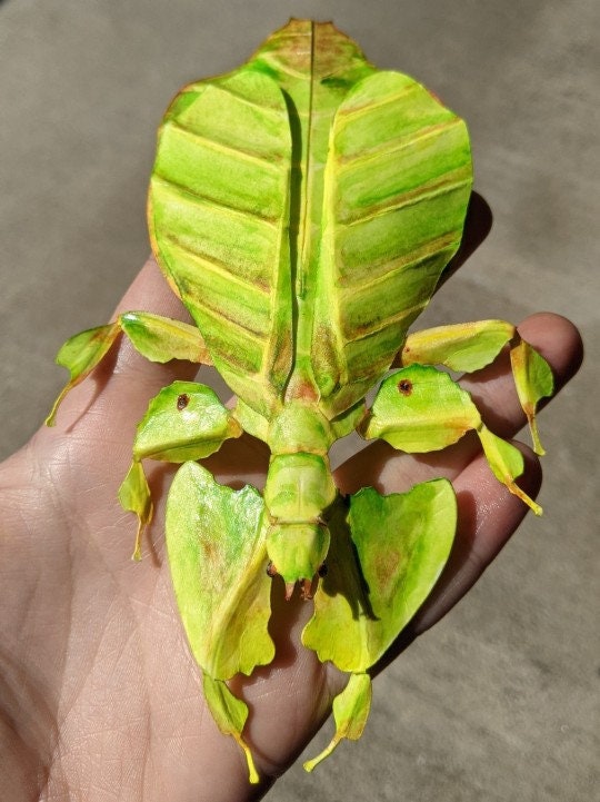 Leaf Insect DIY Digital Papercraft Cricut Cutting Machine | Etsy