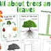 All About Trees and Leaves - Investigation Science Center for Preschool ...
