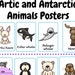 Polar Animals Classroom Posters - Etsy