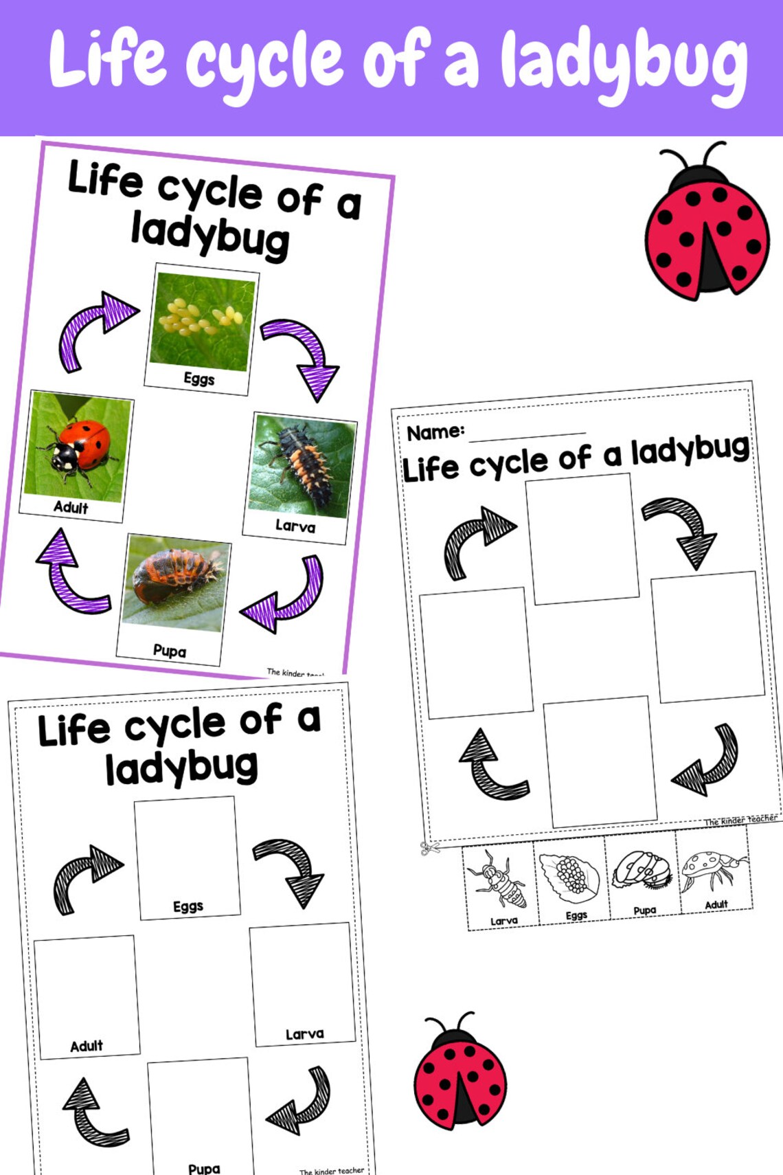 All About Insects and Minibeasts - Investigation Science Center for ...
