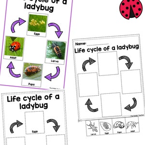 All About Insects and Minibeasts - Investigation Science Center for ...