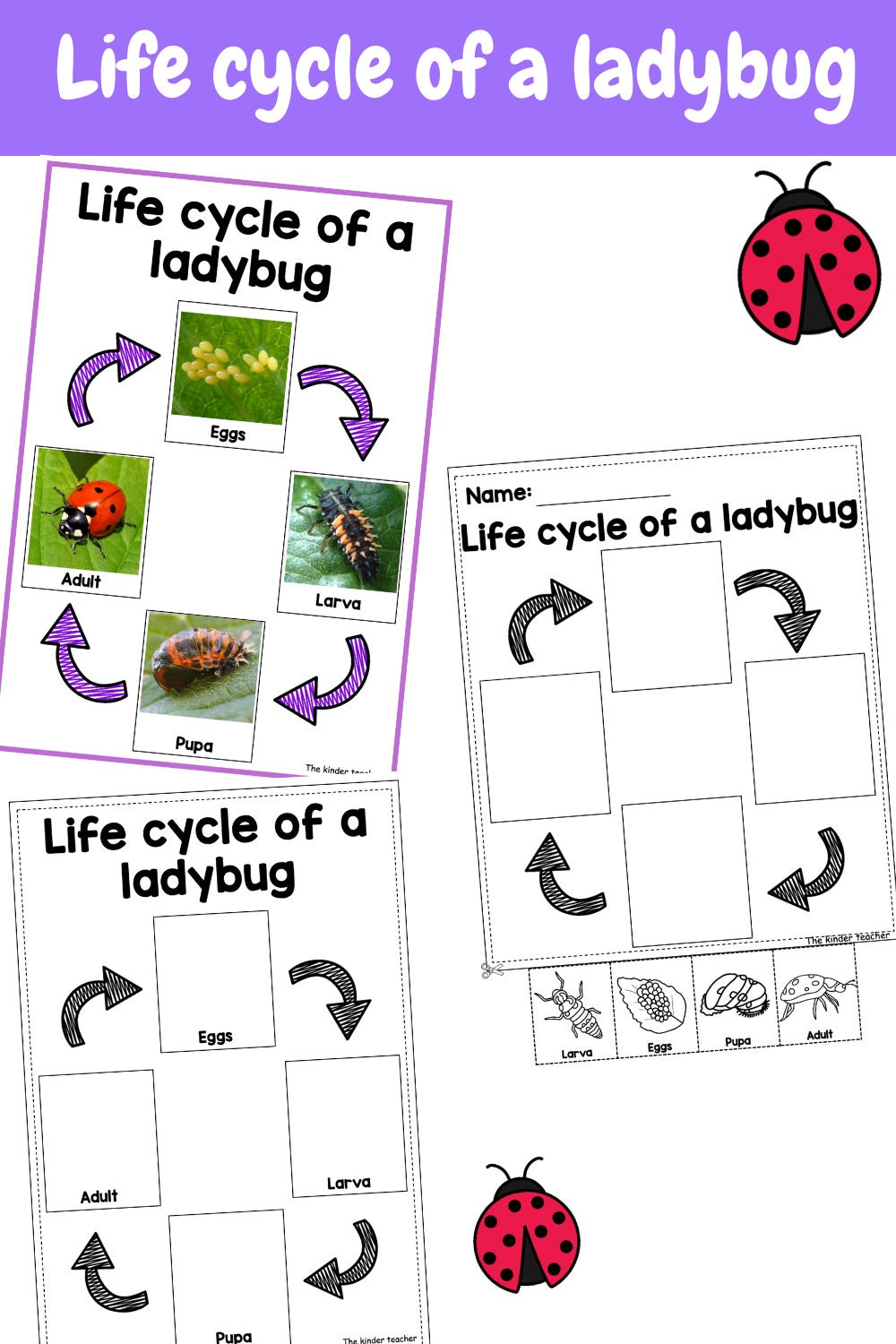 All About Insects and Minibeasts - Investigation Science Center for ...