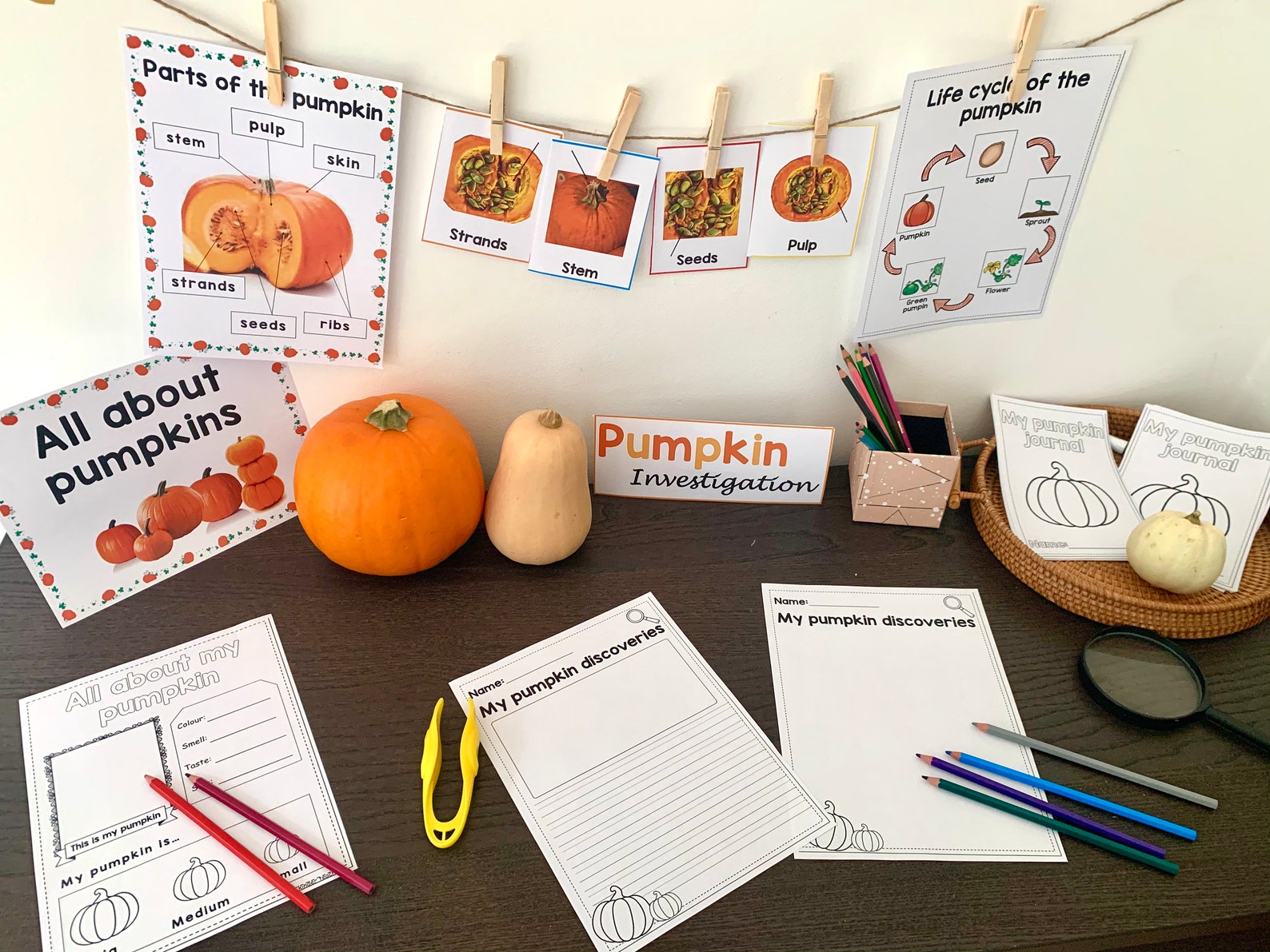 All About Pumpkins - Investigation Science Center for Preschool - Etsy