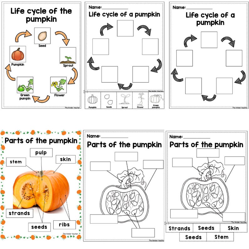 All About Pumpkins - Investigation Science Center for Preschool - Etsy