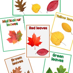 All About Trees and Leaves - Investigation Science Center for Preschool ...