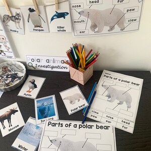 All About Polar Animals- Investigation Science Center for Preschool - Etsy