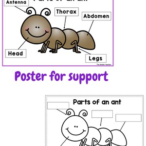 All About Insects and Minibeasts - Investigation Science Center for ...