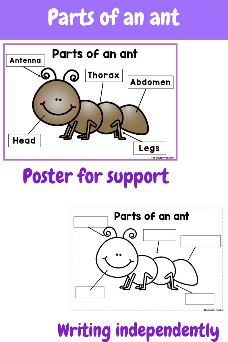 All About Insects and Minibeasts - Investigation Science Center for ...