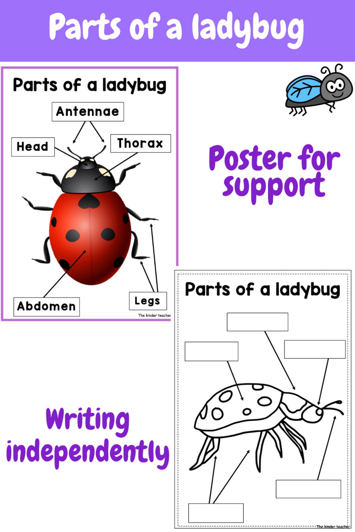 All About Insects and Minibeasts Investigation Science Center for ...