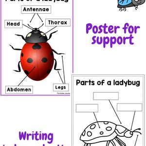 All About Insects and Minibeasts - Investigation Science Center for ...