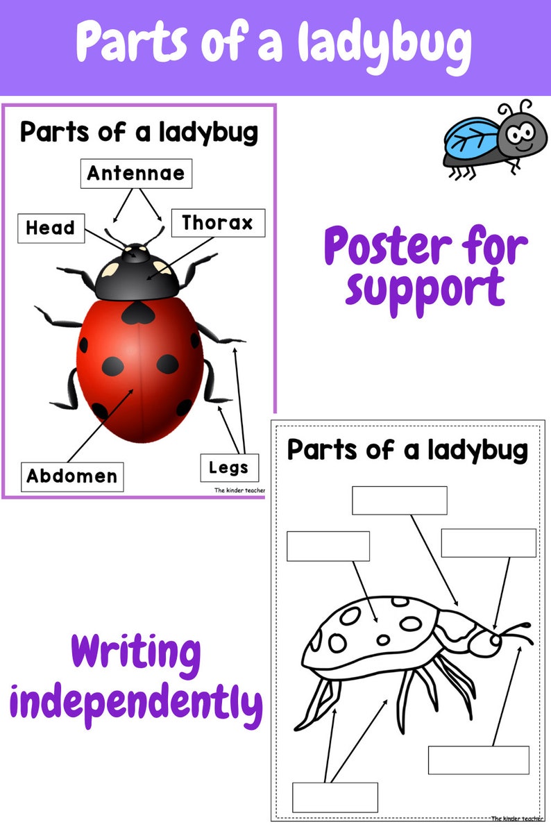 All About Insects and Minibeasts - Investigation Science Center for ...