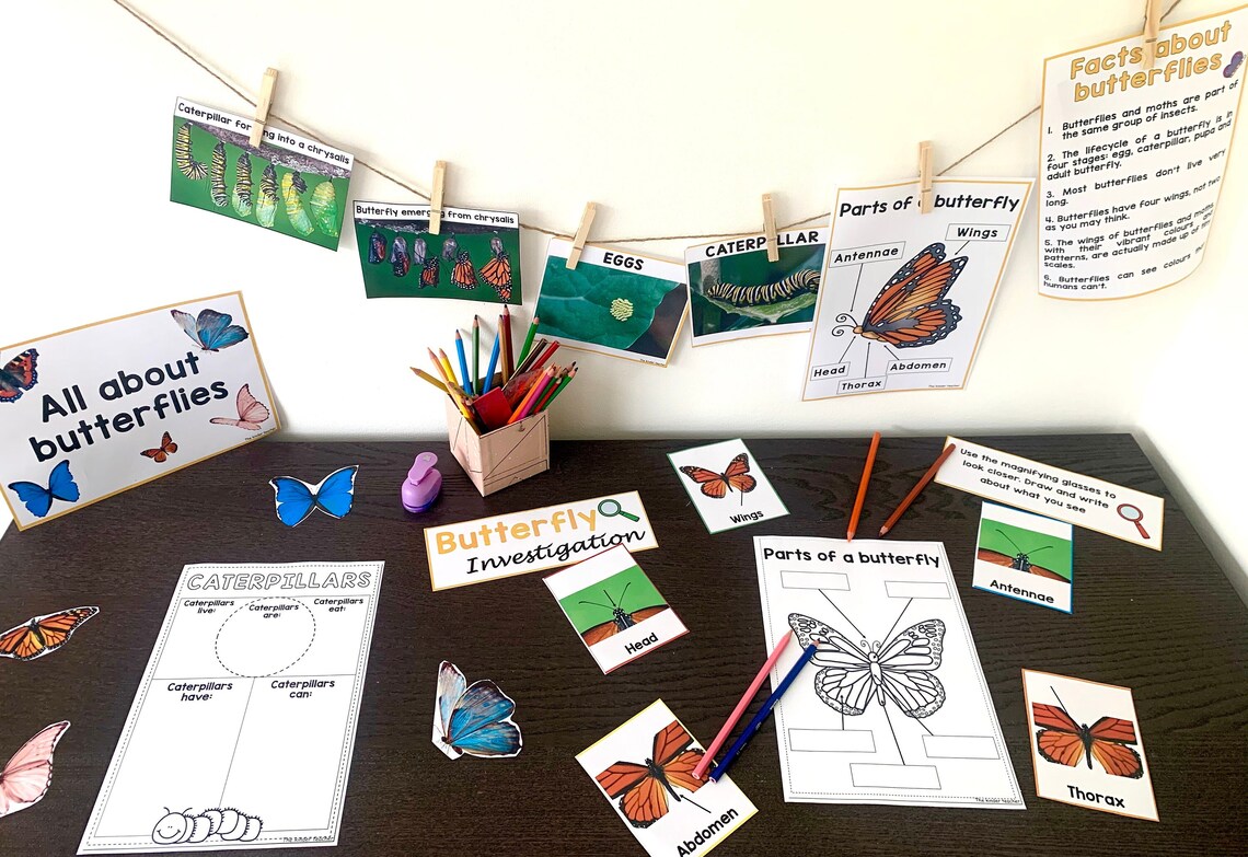 All About Butterflies Investigation Science Center for Preschool - Etsy