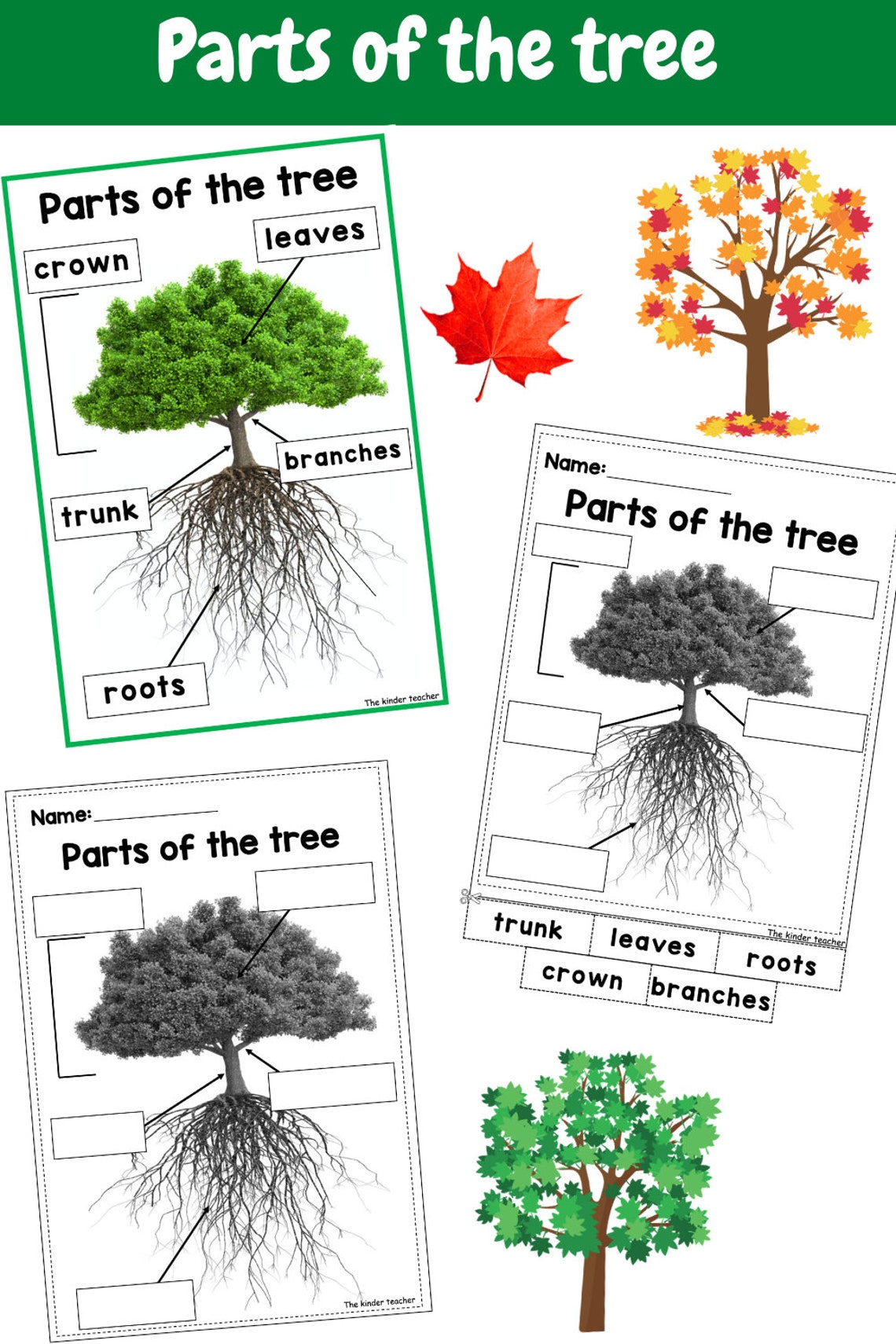All About Trees and Leaves - Investigation Science Center for Preschool ...
