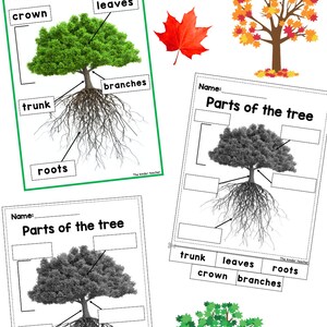 All About Trees and Leaves - Investigation Science Center for Preschool ...