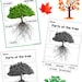 All About Trees and Leaves - Investigation Science Center for Preschool ...