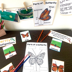 All About Butterflies - Investigation Science Center for Preschool - Etsy