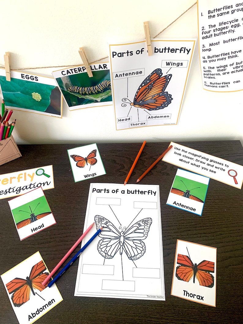 All About Butterflies - Investigation Science Center for Preschool - Etsy
