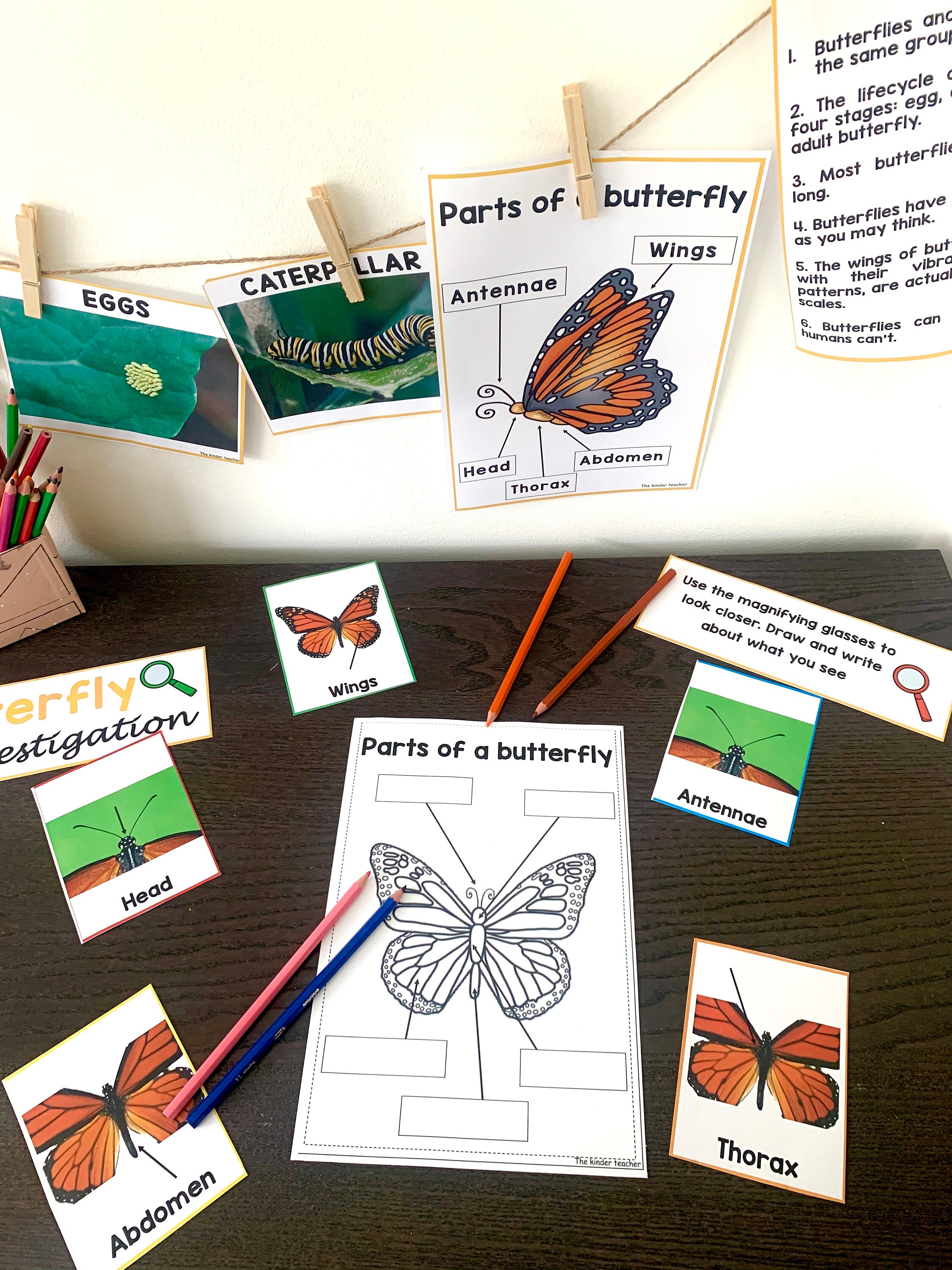 All About Butterflies Investigation Science Center for Preschool - Etsy