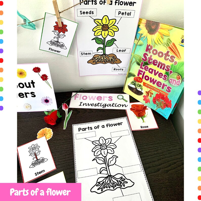 All About Flowers - Investigation Science Center for Preschool - Etsy