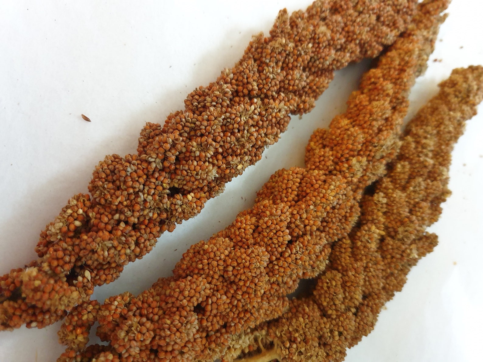 Red millet sprays for small pets/birds | Etsy